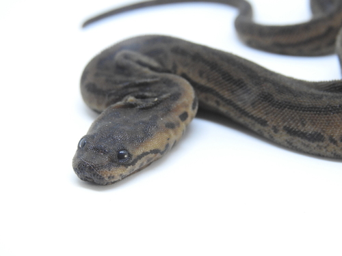 Aquatic File Snakes (Acrochordidae) - Snakes and Lizards