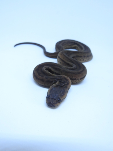 Aquatic File Snakes (Acrochordidae) - Snakes and Lizards