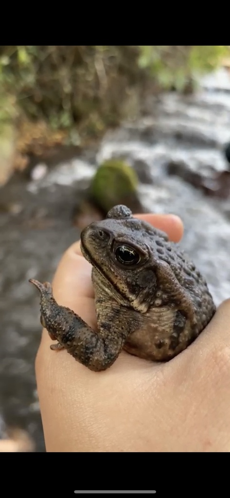 Beaked Toads from Estrada para Fazenda Água Limpa, Niquelândia, GO, BR ...