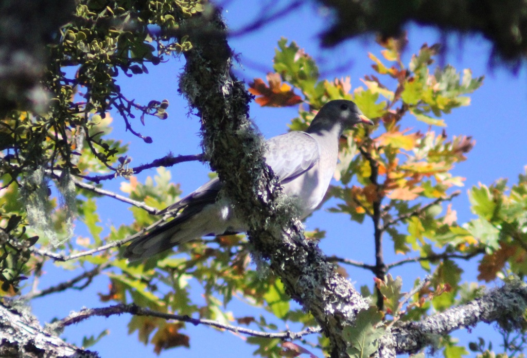 Band-tailed Pigeon from Benton County, OR, USA on October 18, 2023 at ...