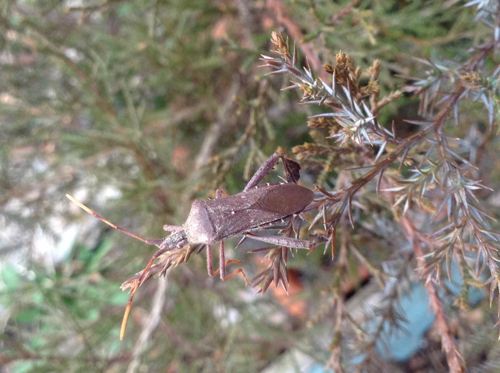 Northern Leaf-footed Bug in March 2019 by mmn_noriko · iNaturalist