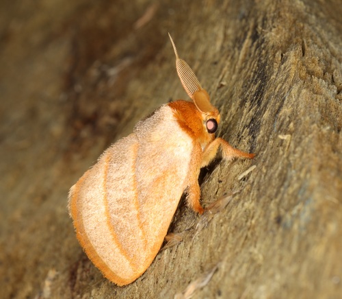 Genus Cania · iNaturalist