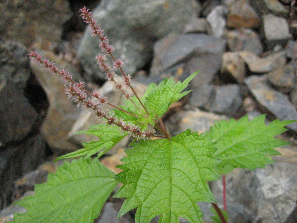 Japanese Nettle from 日本、〒390-1520 長野県松本市安曇 on August 27, 2008 at 12:12 ...