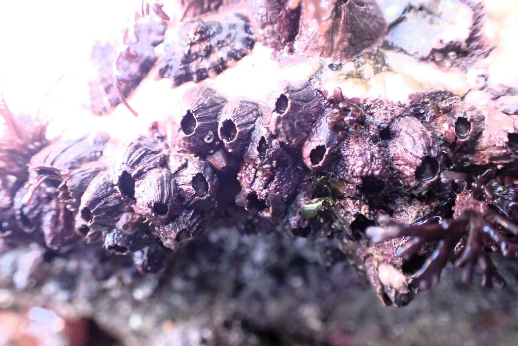 Volcano Barnacle from Falmouth, UK on November 28, 2023 at 11:51 AM by ...