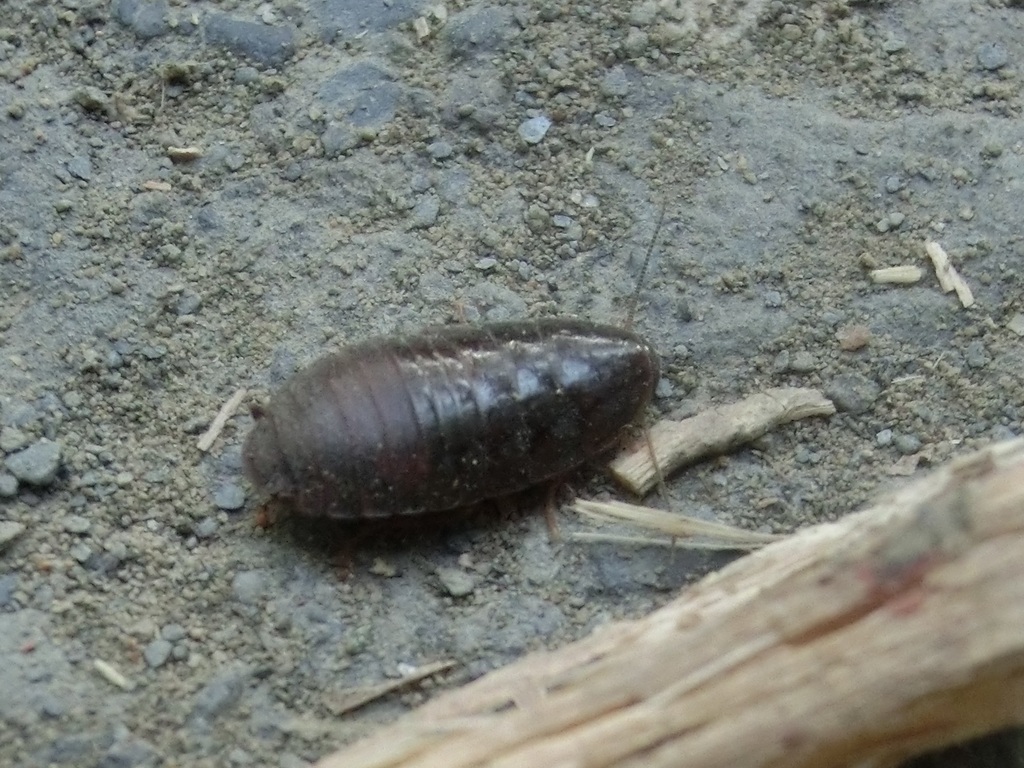 Pycnoscelus from 649台灣雲林縣二崙鄉 on November 28, 2023 at 03:37 PM by ...