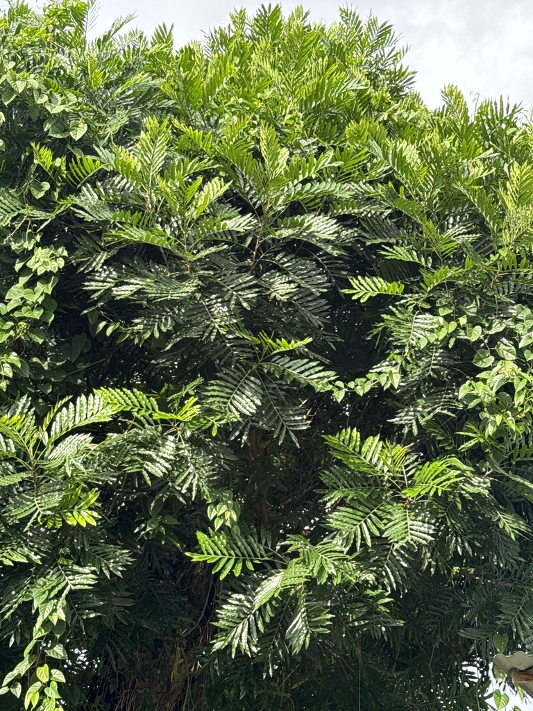 fern tree from Borneo, Kabupaten Bengkayang, West Kalimantan, ID on ...