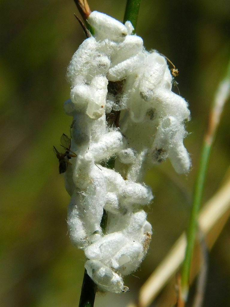 Cabbage White Parasitoid Wasp from Snyerskraalkoppe Genadendal, 7234 ...