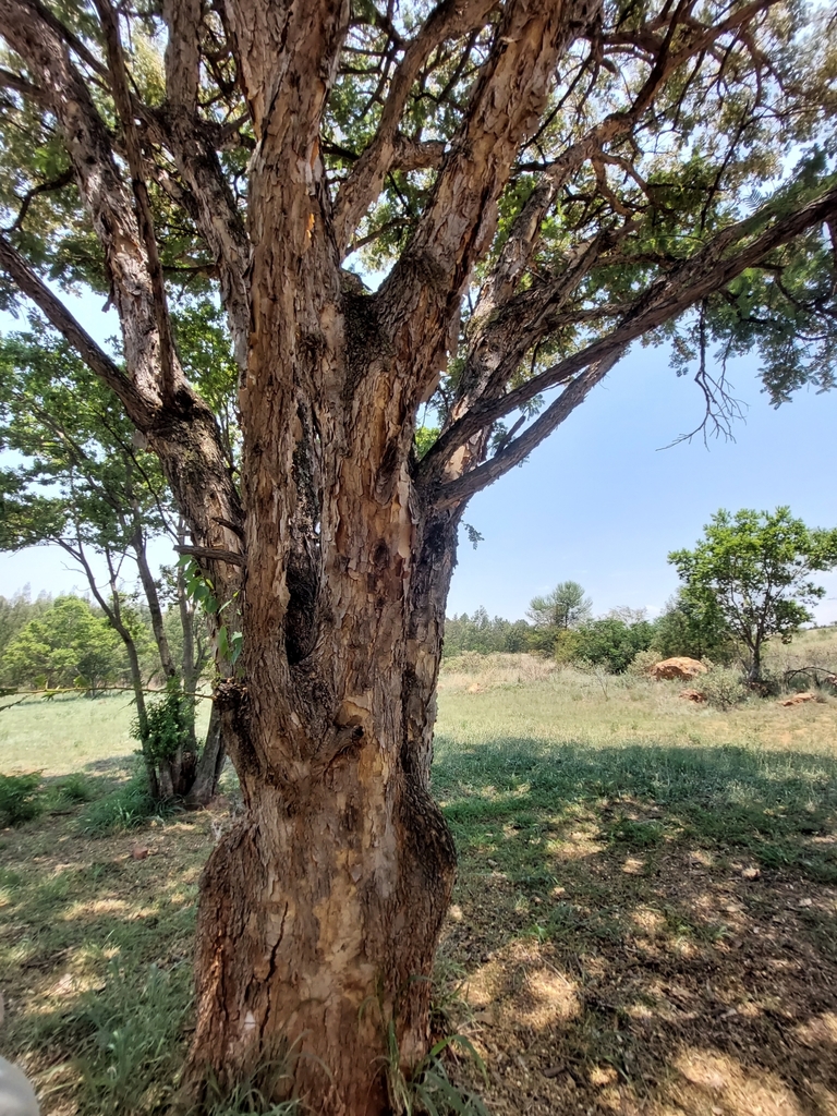 Paperbark Thorn from Selby St & Swavel St, Wingate Park, Pretoria, 0181 ...