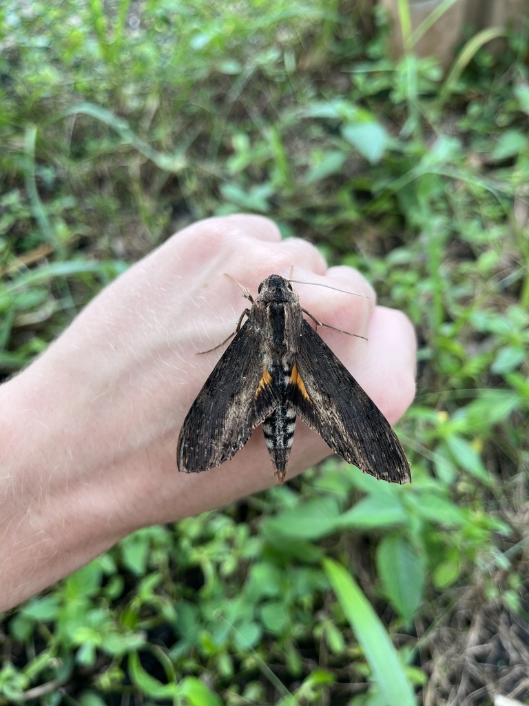 Alope Sphinx from Cuyahoga Rd, Lake Worth, FL, US on November 26, 2023 ...