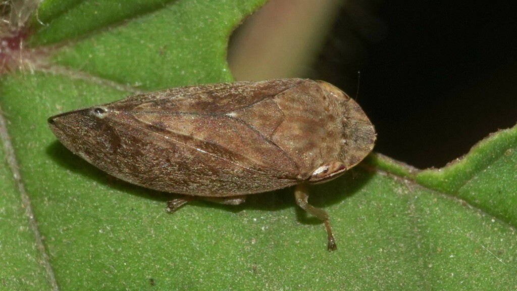 Clovia puncta from Mumbai Vet College on November 23, 2023 at 08:26 AM ...