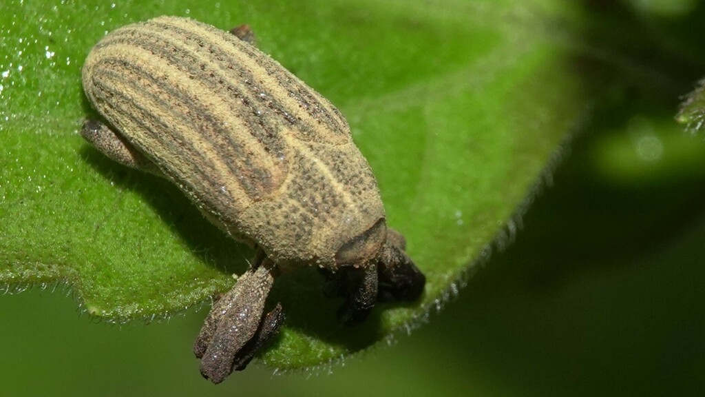 Sternuchopsis waltoni from Mumbai Vet College on November 23, 2023 at ...