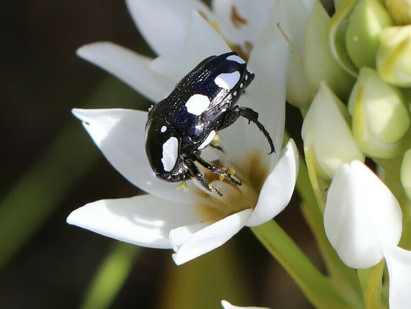 Common White-spotted Fruit Chafer from Franskraal area, South Africa on ...