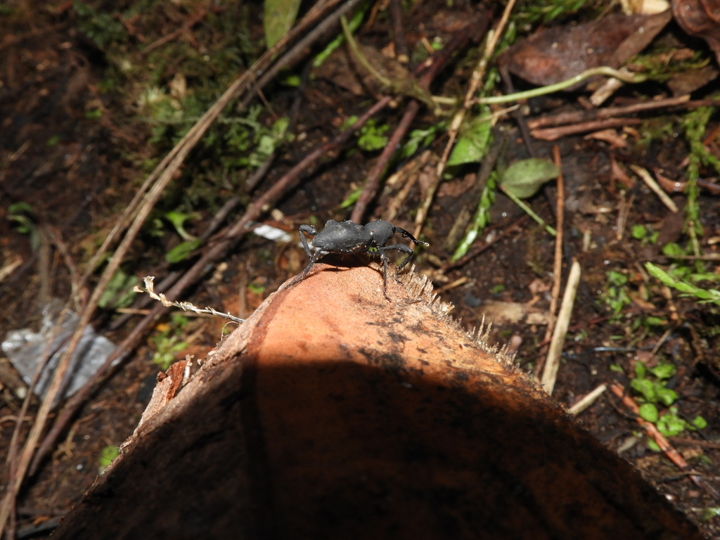 True Weevils from North Luwu Regency, South Sulawesi, Indonesia on ...