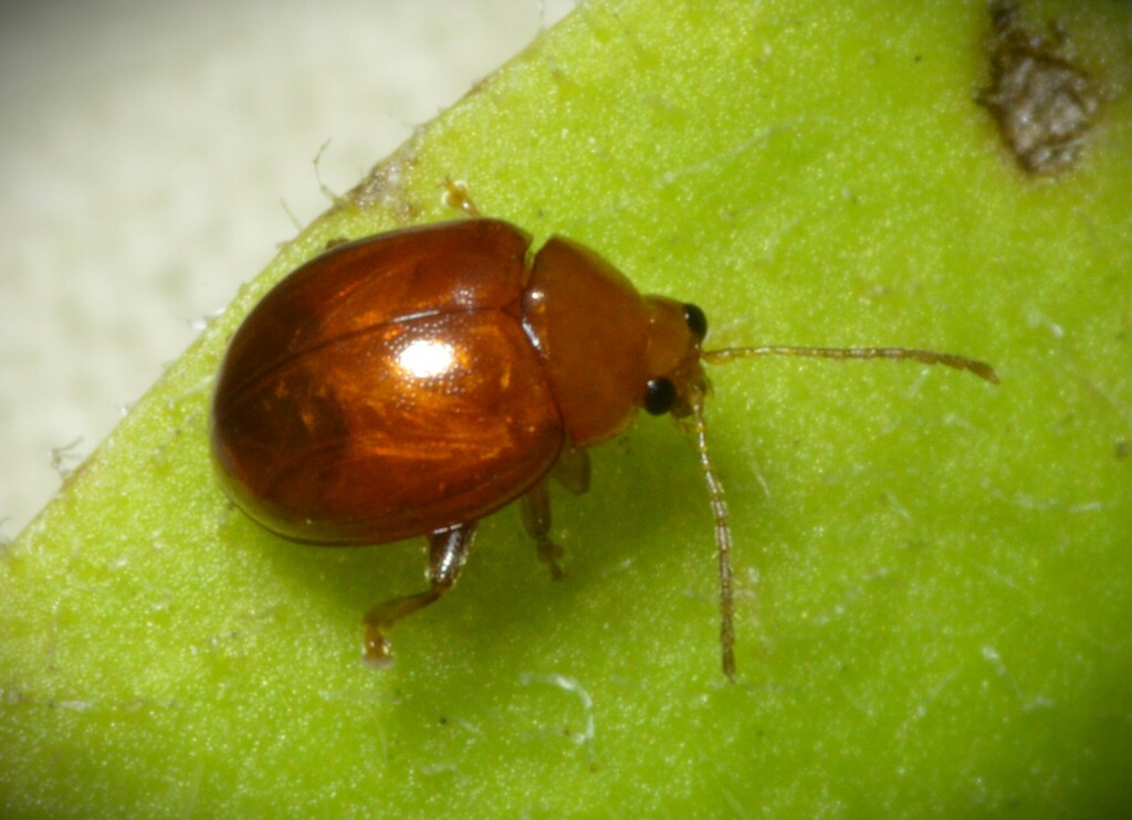 Sphaeroderma testaceum from Buttenheim, Deutschland on July 30, 2023 at ...