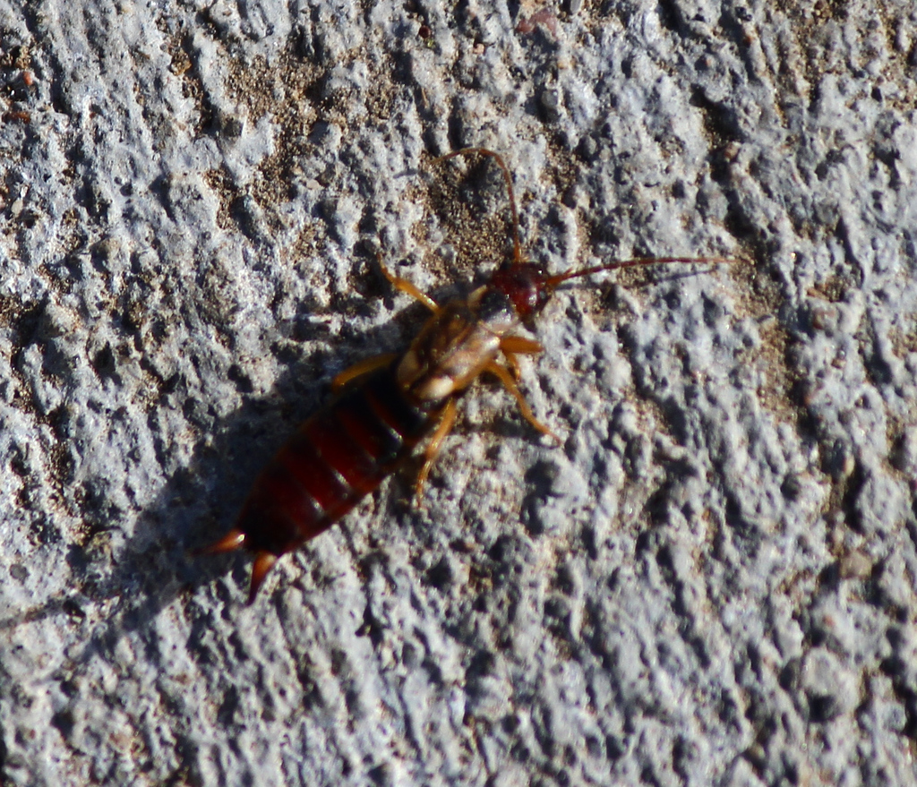 European Earwig Complex from Eiber, Lakewood, CO, USA on November 5 ...