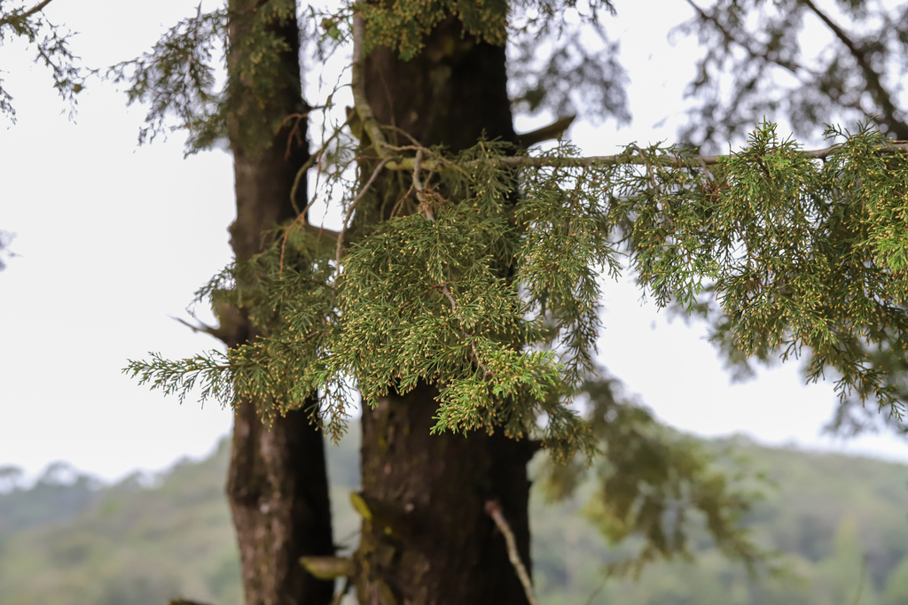 cypresses from Guanajuato, Mexico on November 23, 2023 at 02:17 PM by ...
