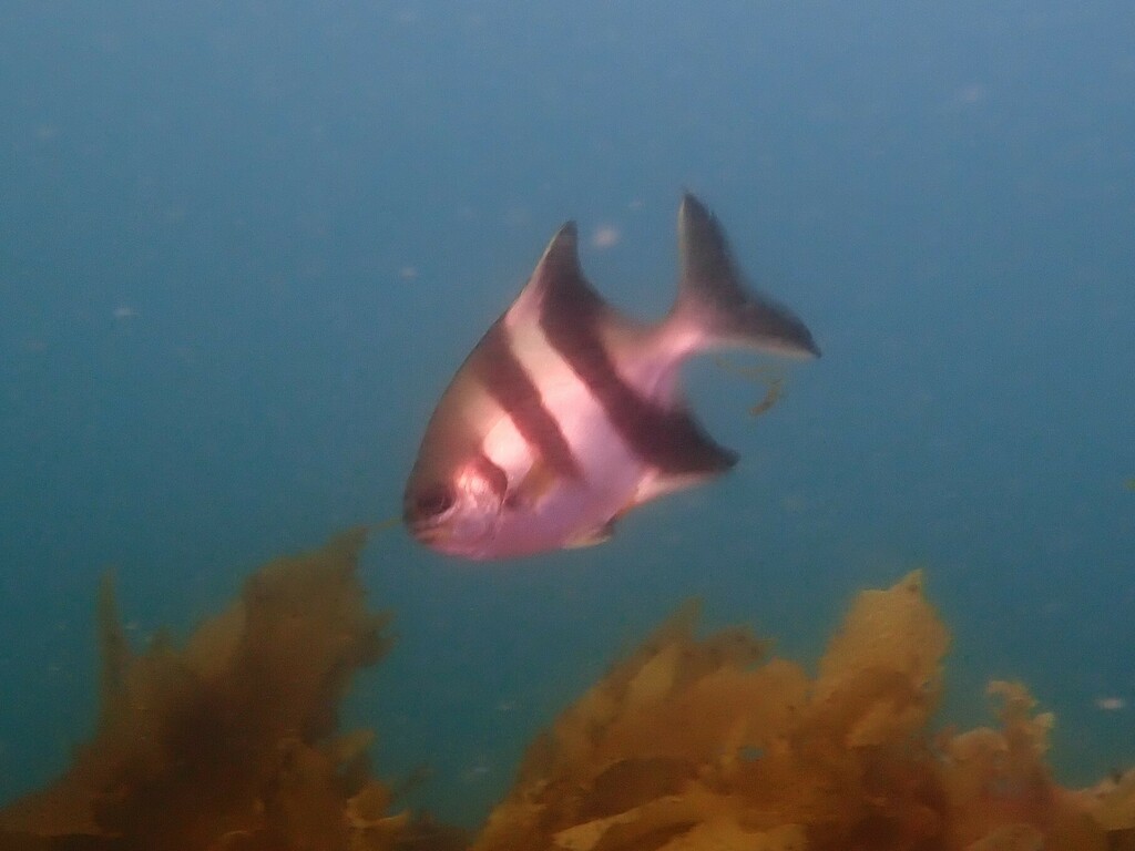 Banded Sweep from Marmion Beach, WA 6020, Australia on November 27 ...