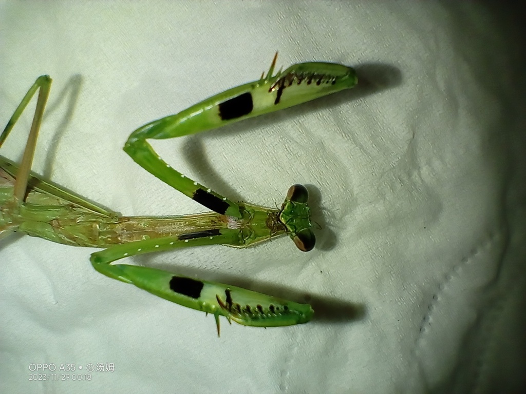 Asian Jumping Mantis from 河南省周口市淮阳区邢营 on November 29, 2023 at 12:18 AM ...
