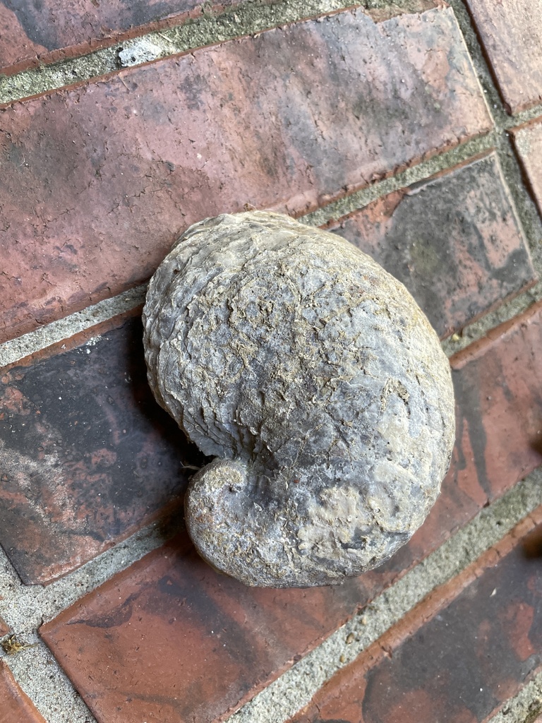 Exogyra ponderosa in November 2023 by RandyB · iNaturalist