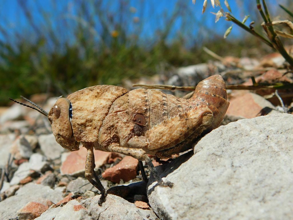 Shieldback Locusts from Snyerskraalkoppe Genadendal, 7234, South Africa ...