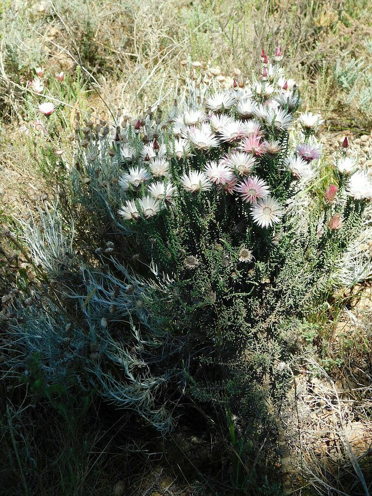 Cape everlasting from Snyerskraalkoppe Genadendal, 7234, South Africa ...