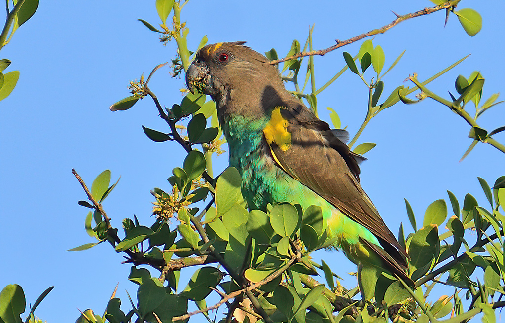 Meyer's Parrot from Bariadi, Tanzania on October 23, 2023 at 07:14 AM ...