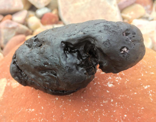 Genus Suberea · iNaturalist