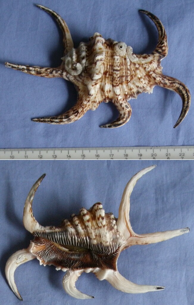 arthritic spider conch in September 2013 by vrebizant · iNaturalist