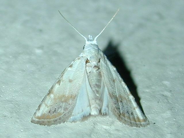 Sorghum Webworm Moth from Floyd Bennet Field, Brooklyn, NY, USA on ...