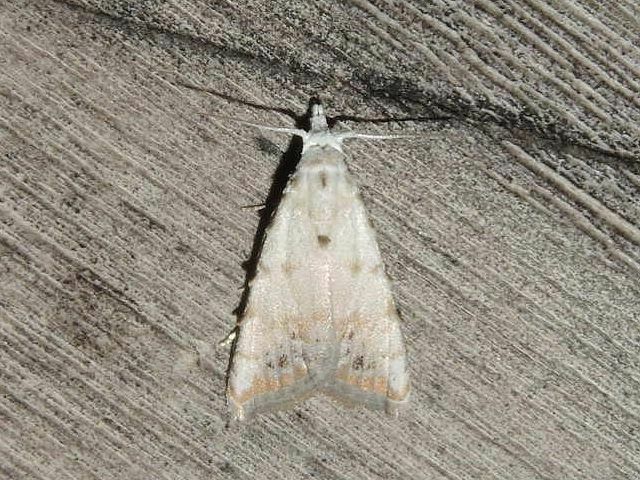 Sorghum Webworm Moth from Jamaica Bay Wildlife Refuge, Queens, NY, USA ...