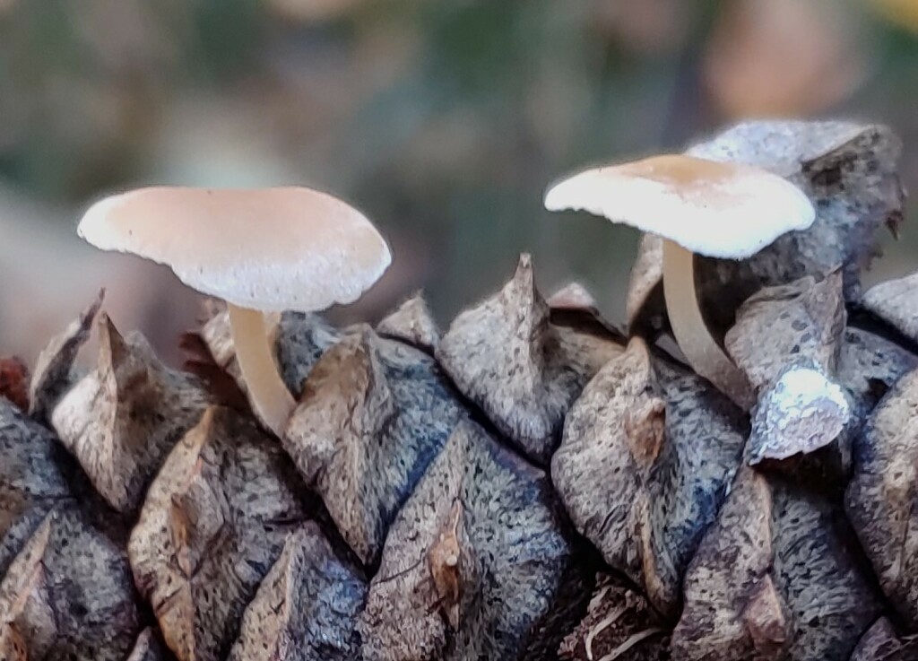 Conifercone Cap from Mountain Park, GA, USA on November 28, 2023 at 11: ...
