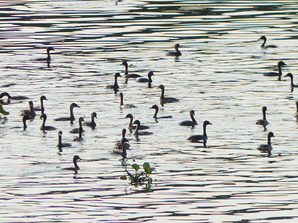 Little Grebe from Coimbatore, Tamil Nadu, India on May 14, 2019 at 05: ...