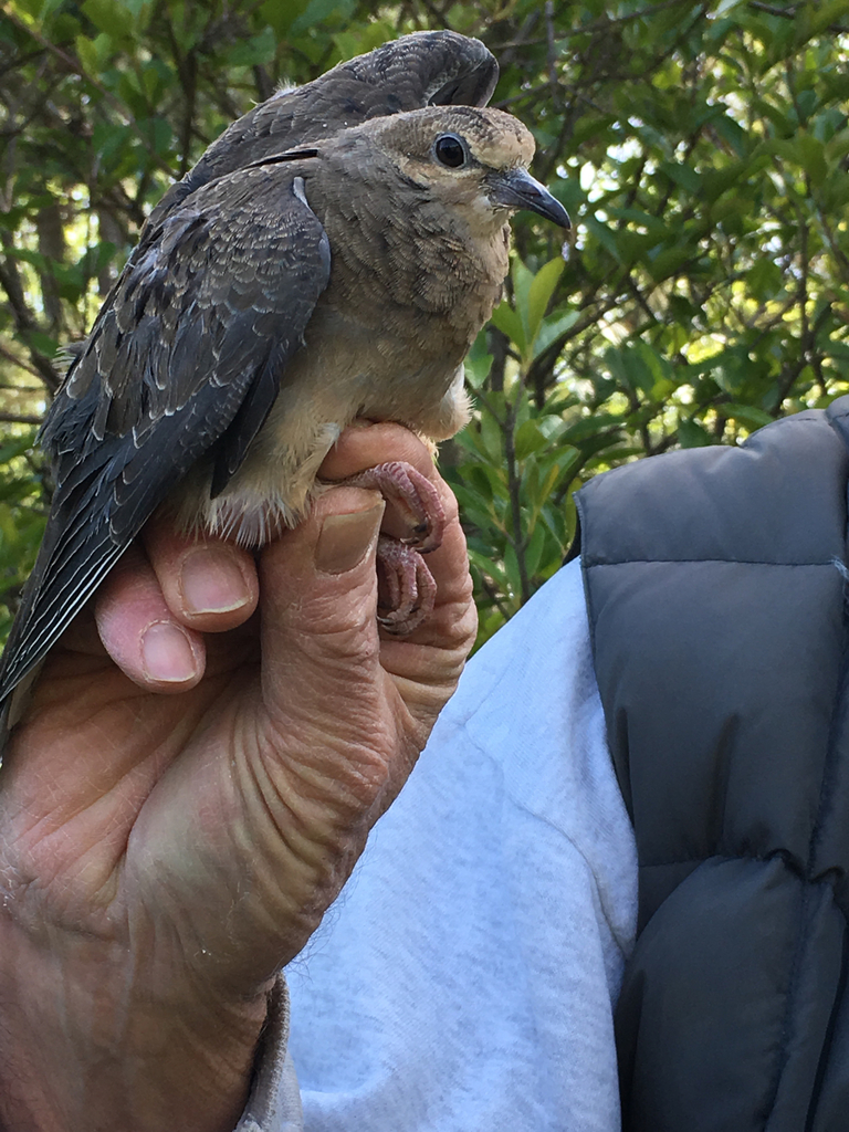 Mourning Dove from 1601–1667 Gold Star Dr, Raleigh, NC, US on April 16 ...