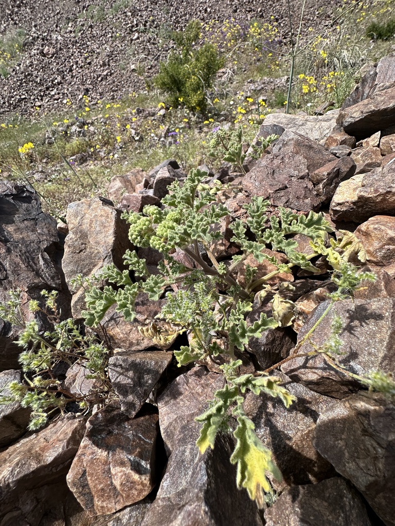 pedicellate phacelia from Death Valley National Park, Death Valley, CA ...