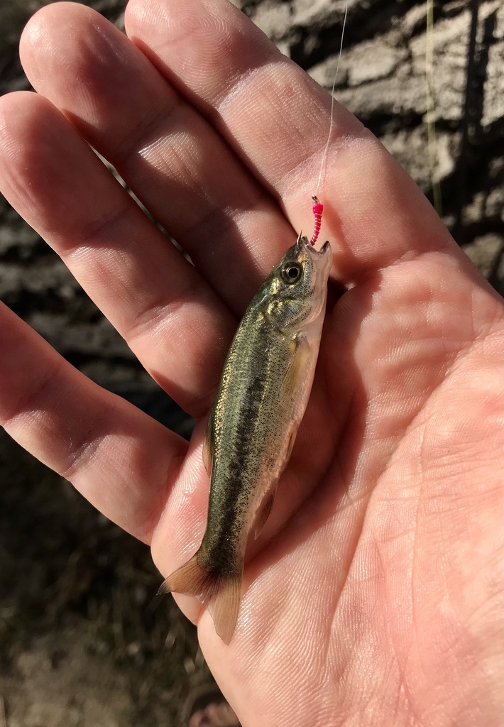 Arroyo Chub in November 2023 by Jacob Stagg · iNaturalist