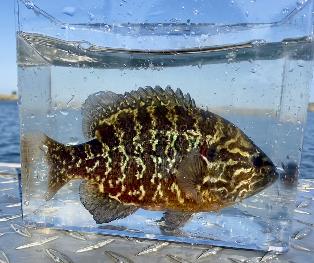 Warmouth × Redear Sunfish (Lepomis gulosus × microlophus) - Marine Life ...