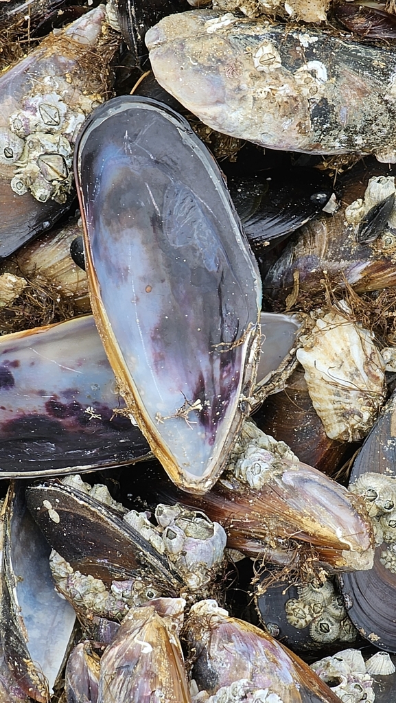 Brown Mussel from Clansthal, Ezembeni, South Africa on November 27 ...