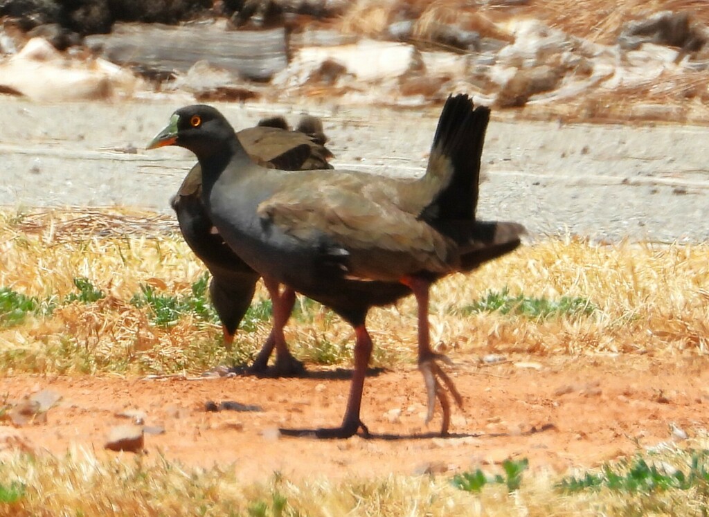Black-tailed Native-hen from Whyalla SA, Australia on November 16, 2023 ...