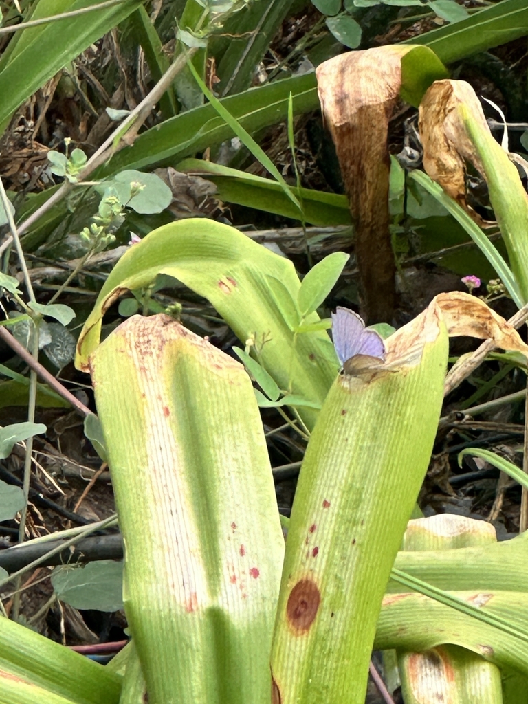 Typical Blues from Boulder Hills Madhava Reddy Colony Opp ISB, Next to ...