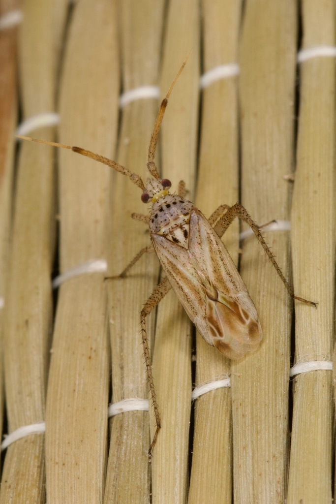 Oncotylus setulosus from Piliscsaba, Hungary on August 21, 2023 at 07: ...