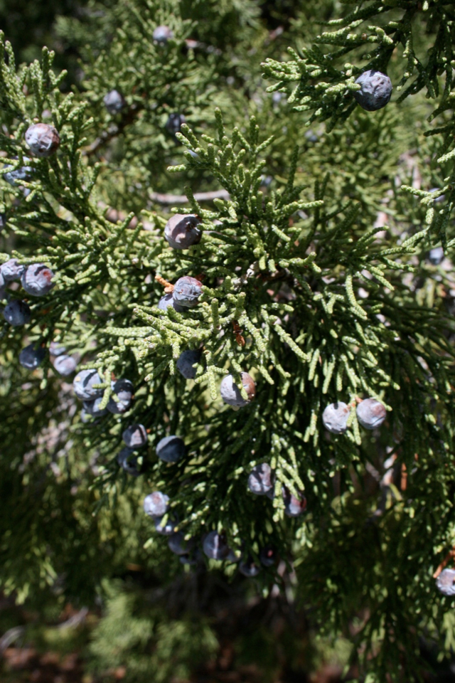 Sierra juniper (Juniperus grandis) - Botanical Realm