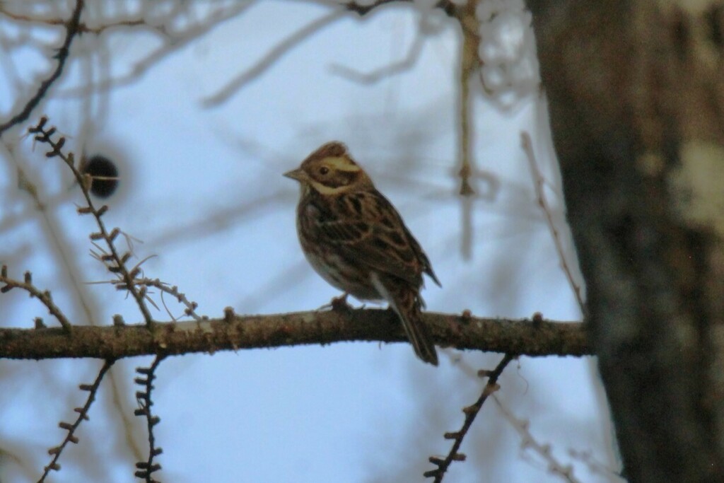 Eastern Rustic Bunting in November 2023 by Jed Smith · iNaturalist