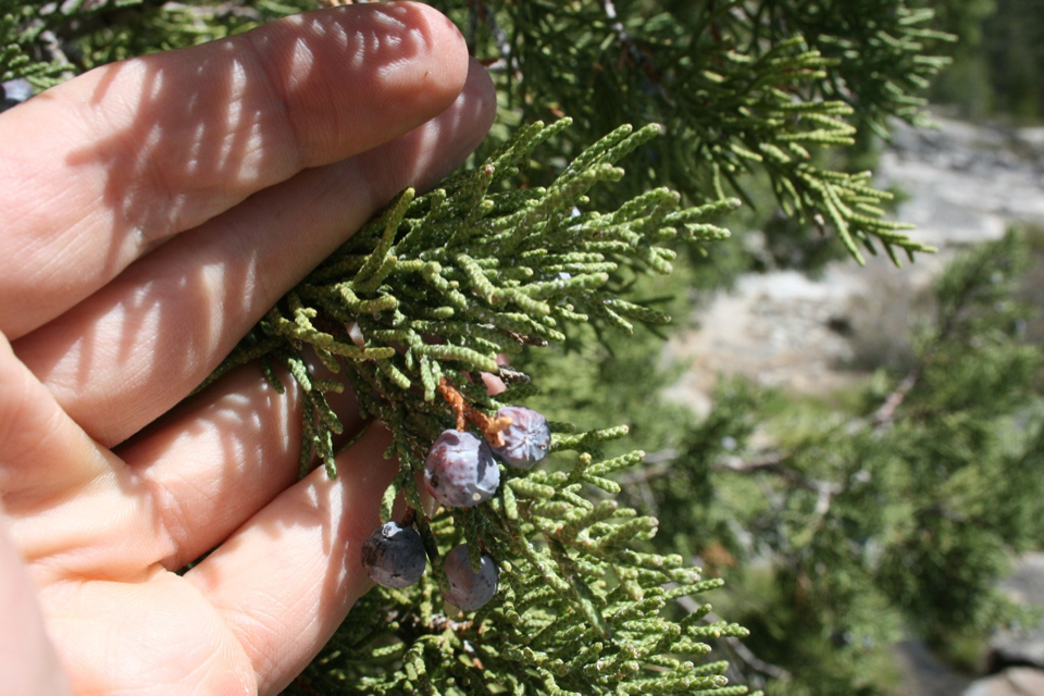 Sierra juniper (Juniperus grandis) - Botanical Realm