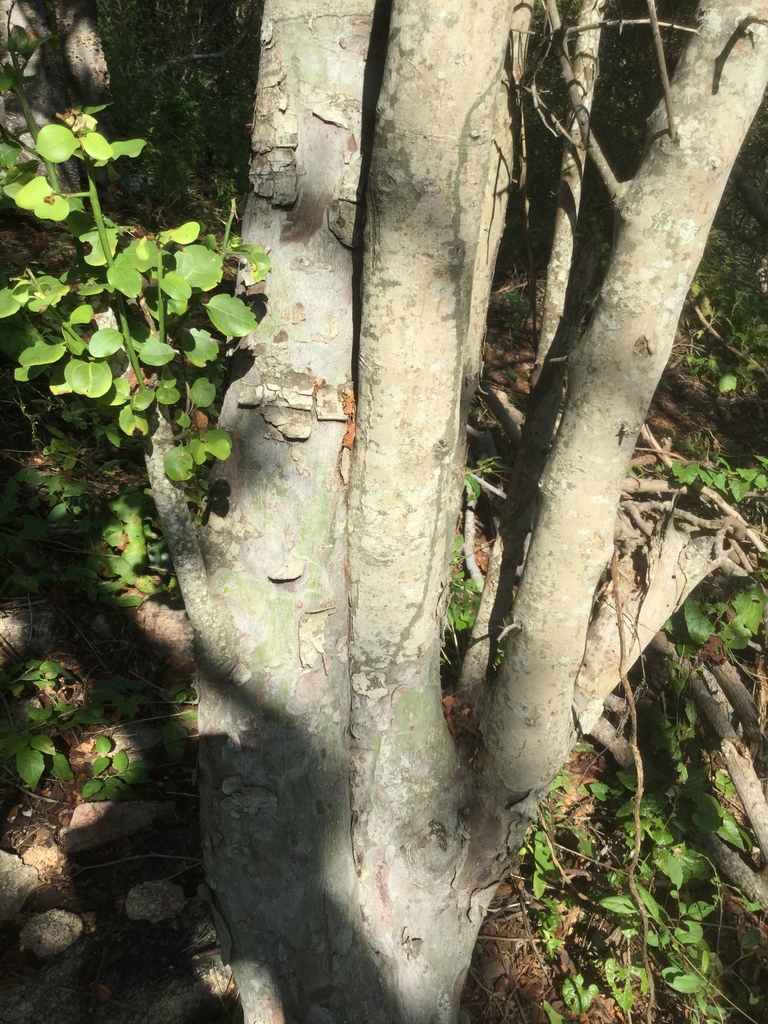 Sarcomphalus amole from Selva frente a Playa Mermejita, Santa María ...