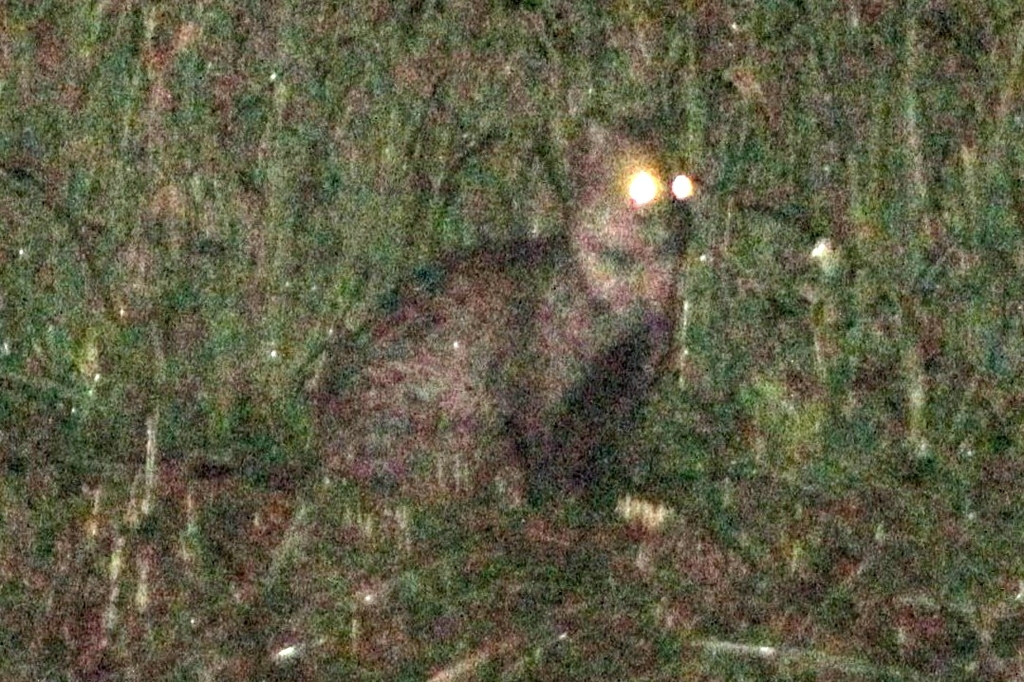 Small Southeast Asian Civet (Viverricula indica rasse) - Know Your Mammals