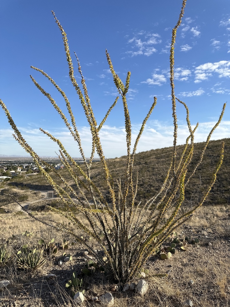 ocotillo from Franklin Mountains State Park, El Paso, TX, US on ...