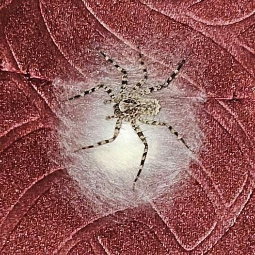 Selenops curazao from Curaçao on November 28, 2023 at 02:40 PM by ...