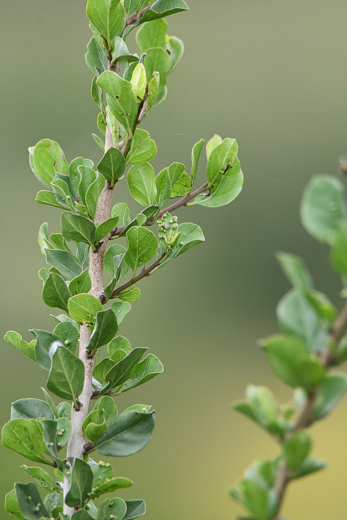 Puzzle Bush from Uitenhage Farms, Gqeberha, South Africa on November 25 ...