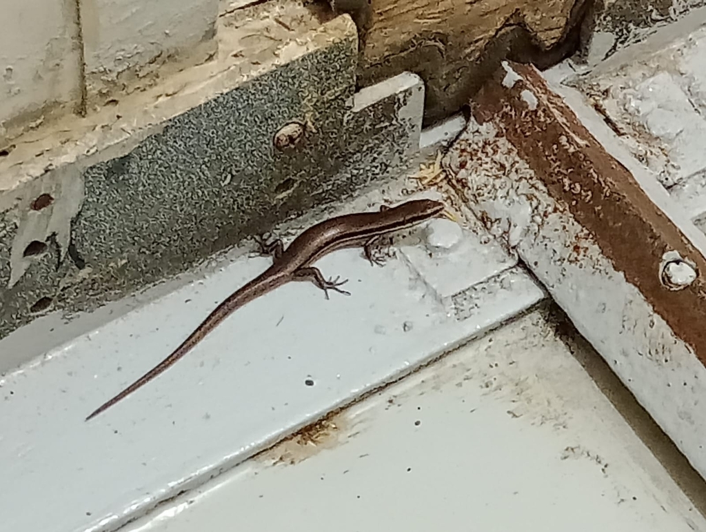 Mayan Skink from Lázaro Cárdenas, 97157 Mérida, Yuc., México on ...