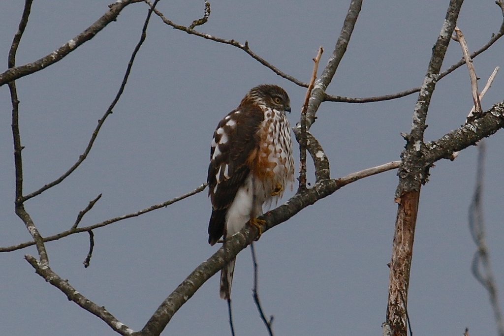 Sharp-shinned Hawk from Coquitlam, BC, Canada on February 27, 2016 at ...